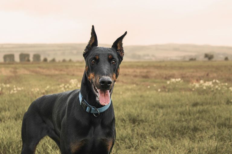 Doberman Zoonews pl