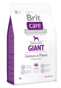 Psy obronne – Poznaj 16 ras psów obronnych | Zoonews.pl