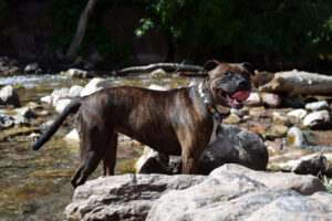 Staffordshire bull terrier – wygląd, charakter, opis rasy