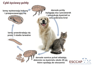 Jak pozbyć się pcheł u psa? TOP 4 kategorie produktów na pchły u psa ...