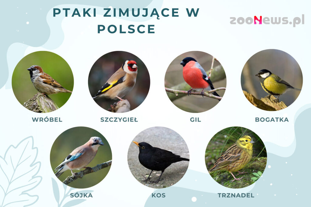 Ptaki zimujące w Polsce – 29 gatunków ptaków zimowych