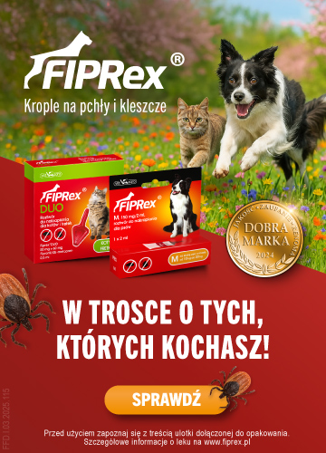 Jenot azjatycki – występowanie, hodowla, opis gatunku | Zoonews.pl