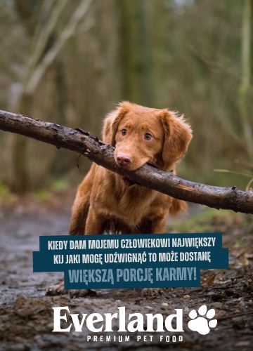 PIES Z MASKI – jak ma na imię i co to za rasa? | Zoonews.pl