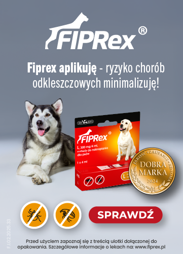 PIES Z MASKI – jak ma na imię i co to za rasa? | Zoonews.pl