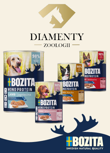 PIES Z MASKI – jak ma na imię i co to za rasa? | Zoonews.pl